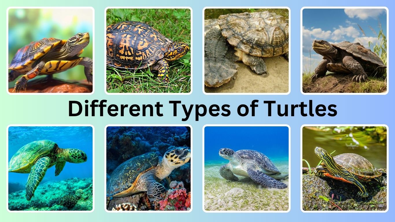 Different types of turtles : identification with picture